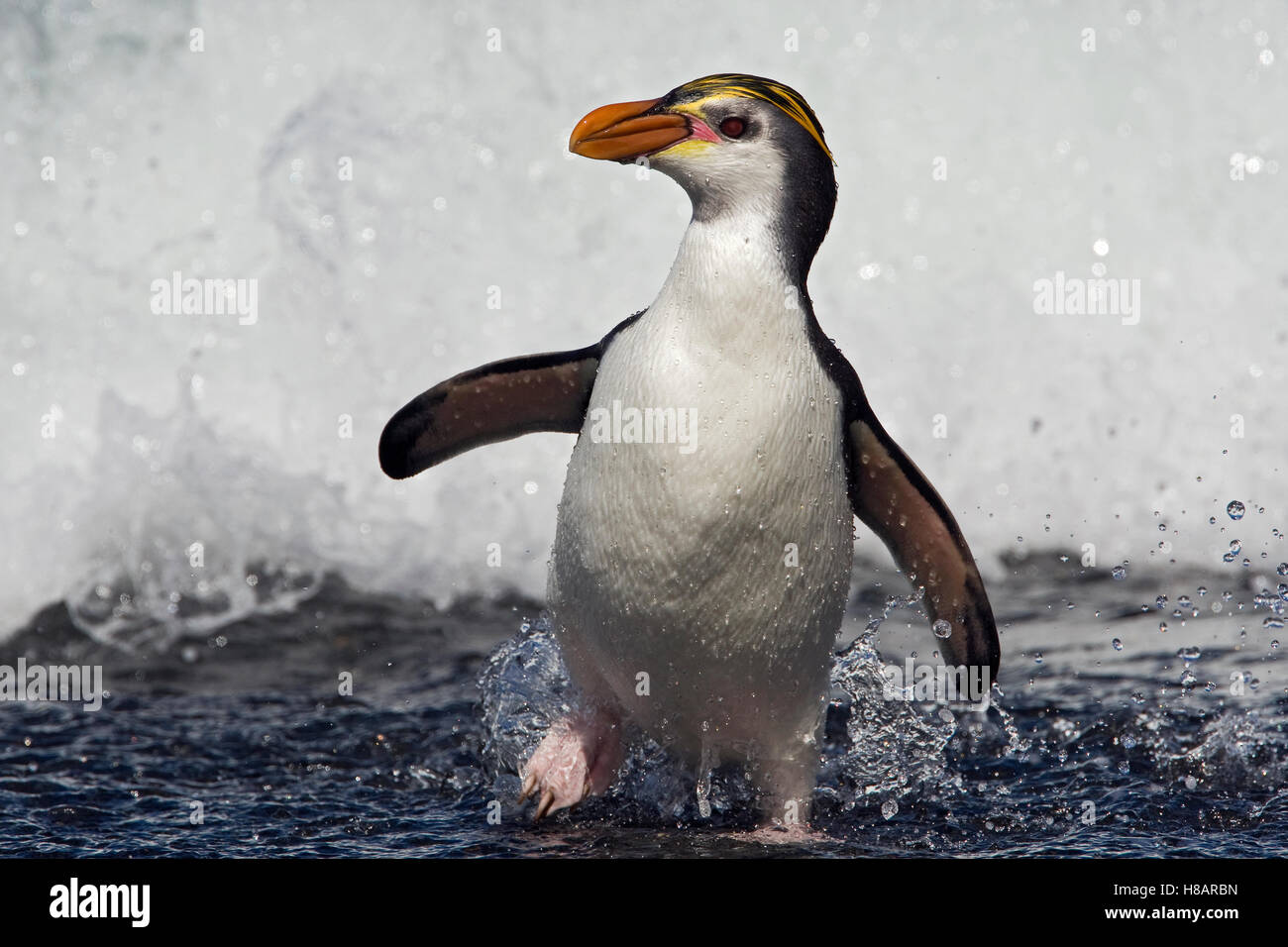Royal Penguin (Eudyptes schlegeli) coming ashore, Macquarie Island ...