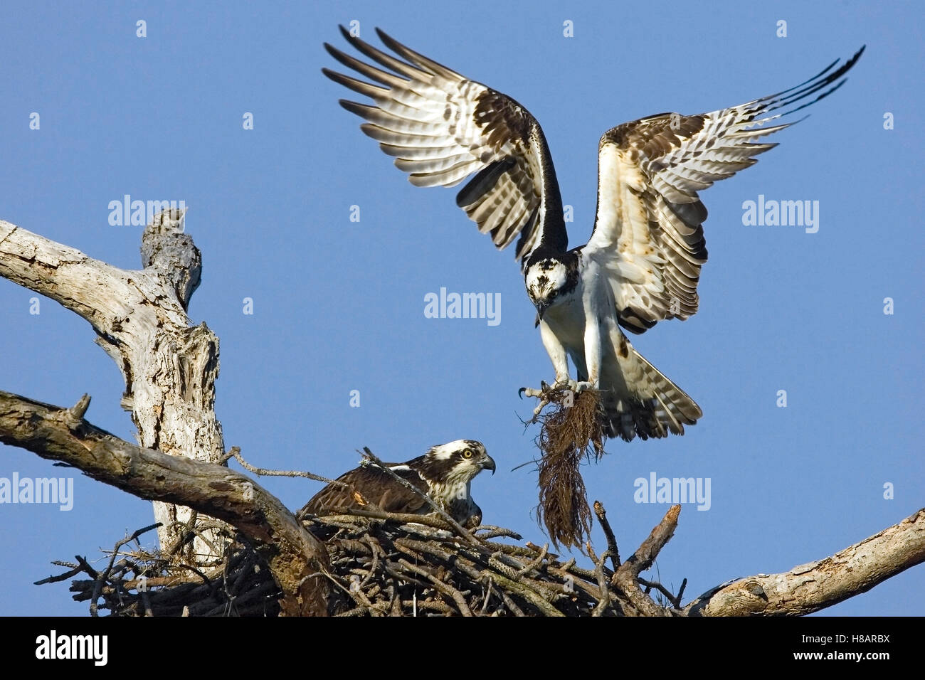 Osprey (Pandion haliaetus) landing on the nest with nesting material ...