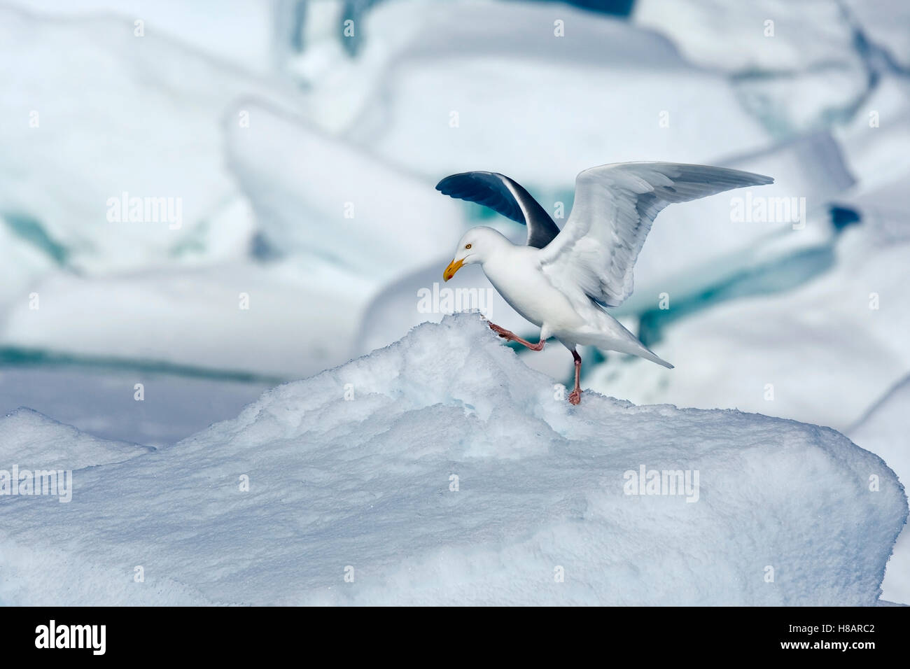 Glaucous Gull (Larus hyperboreus) on pack ice, Svalbard, Arctic Ocean ...