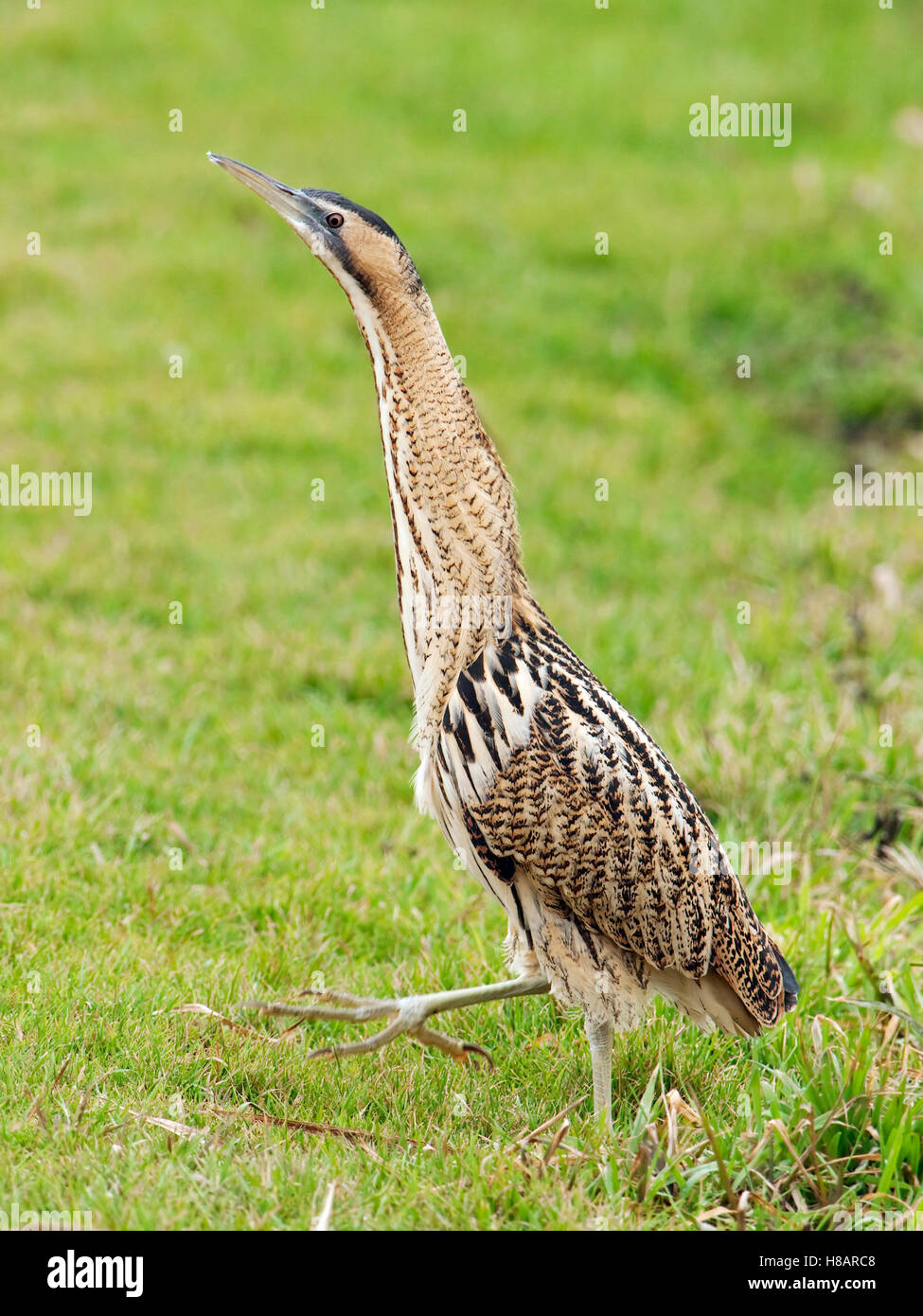 Great Bittern (Botaurus stellaris) standing, Netherlands Stock Photo ...