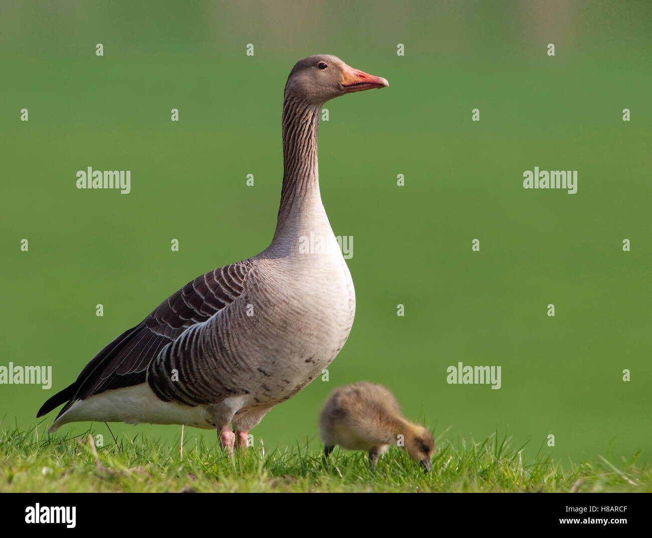 Greylag Goose (Anser anser) female guarding chick, Netherlands Stock ...