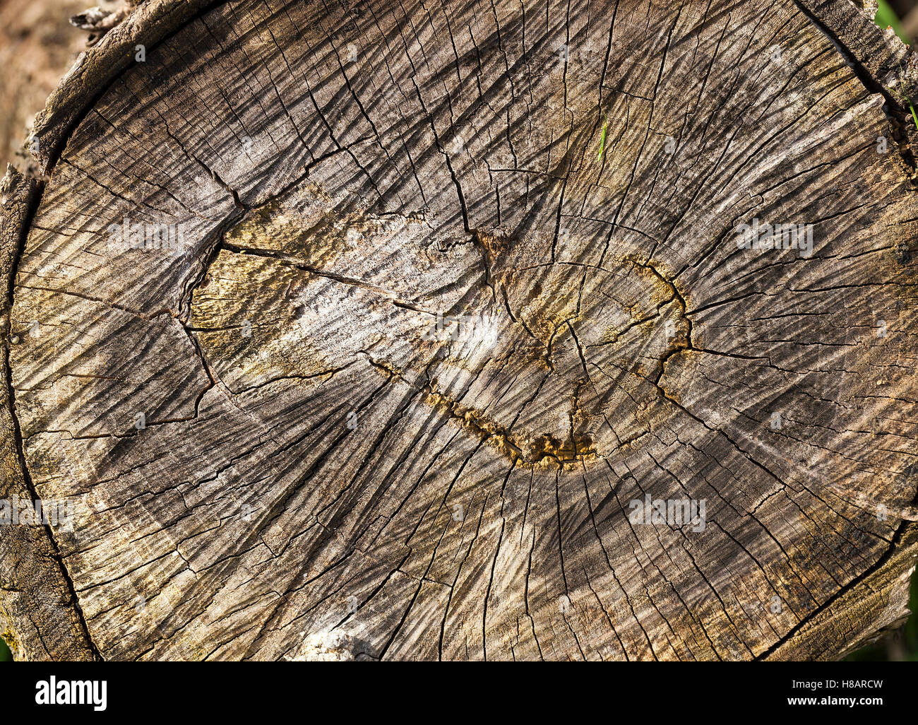 destroyed a tree, close-up Stock Photo - Alamy