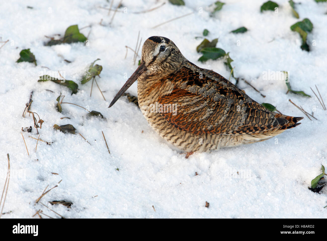 Eurasian Woodcock (Scolopax rusticola) in the snow, Noord-Holland ...