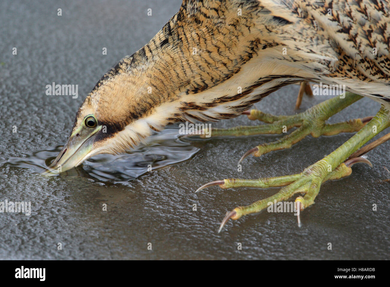 Great Bittern (Botaurus stellaris) hunting at a hole in the ice ...