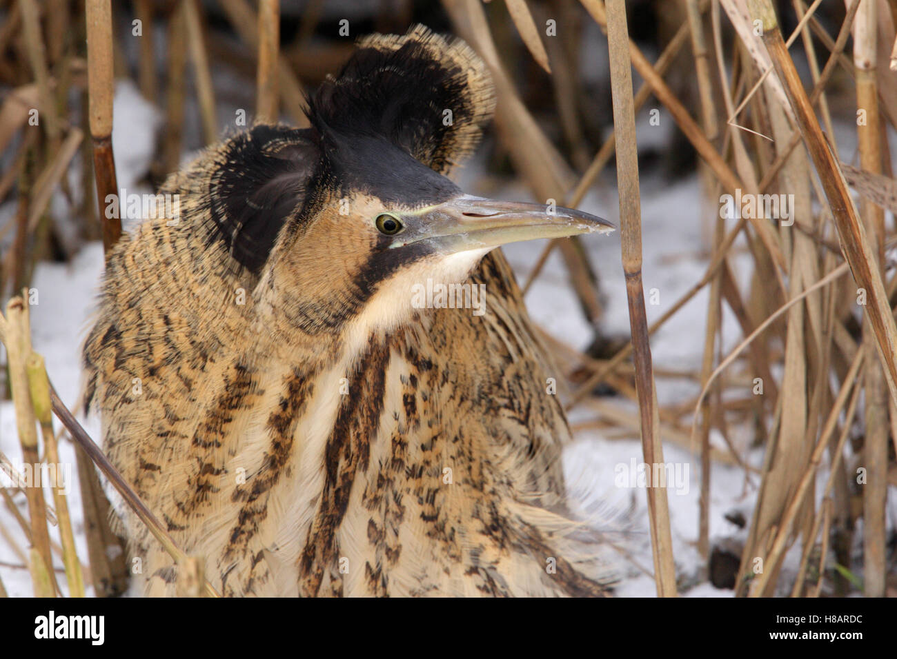 Great Bittern (Botaurus stellaris) amid reeds, Flevoland, Netherlands ...