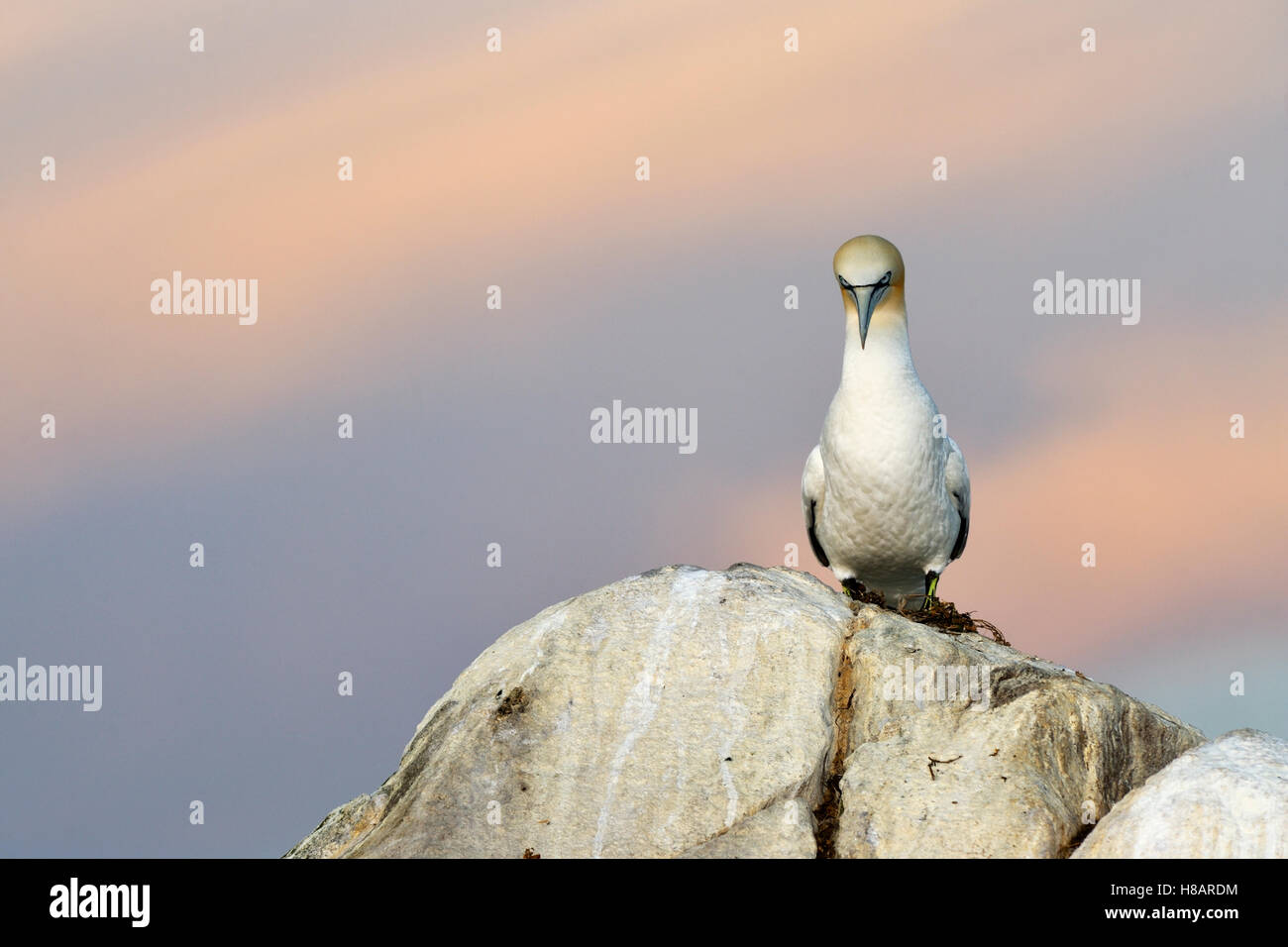 Northern Gannet (Morus bassanus) perched on rock, Saltee Island, Ireland Stock Photo - Alamy