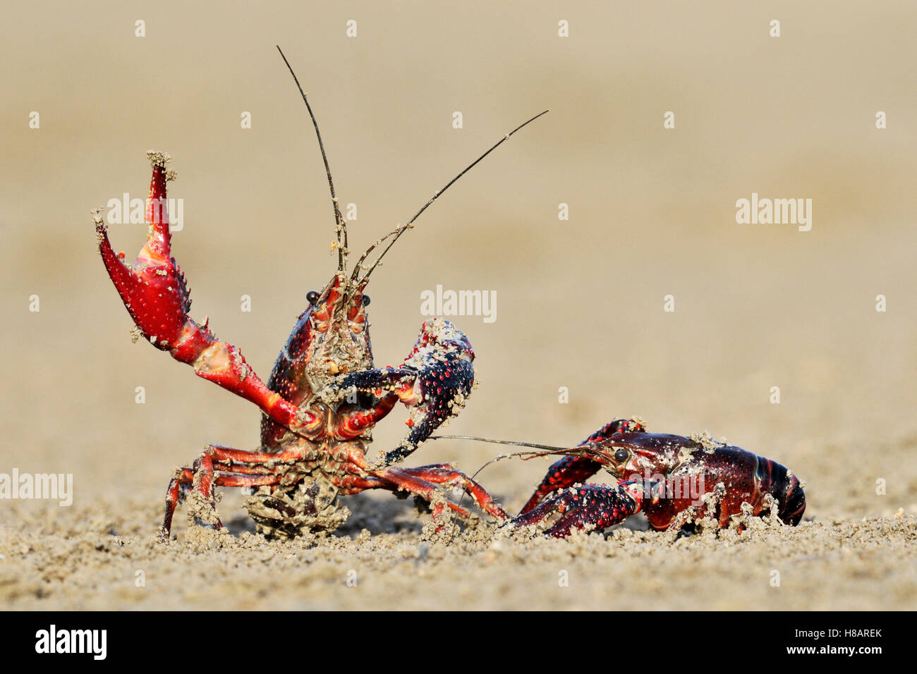 Striped Crayfish (Orconectes limosus) in defensive pose, Donana ...