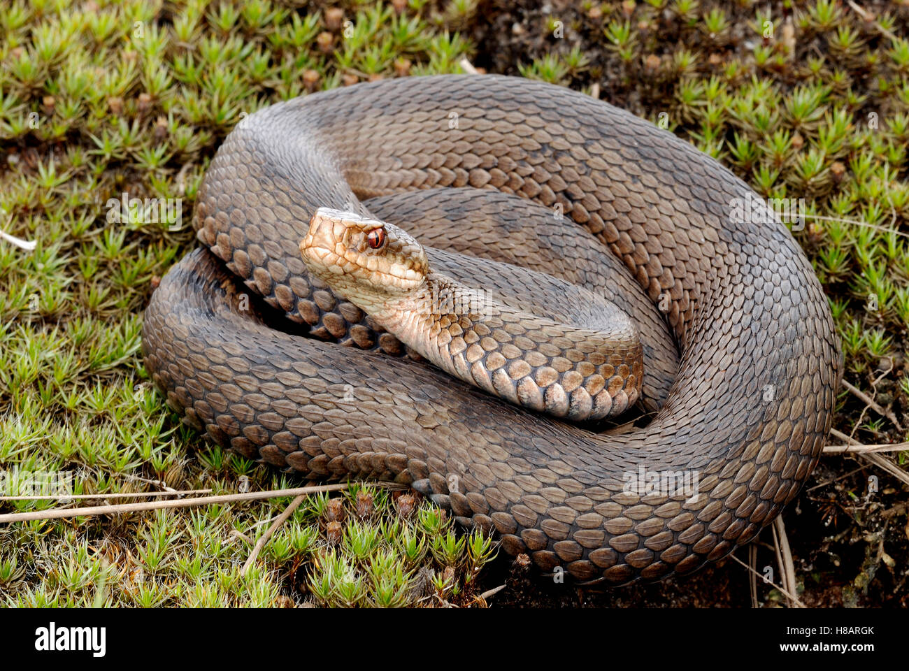 Common European Adder (Vipera berus) coiled female sunbathing, Groot ...