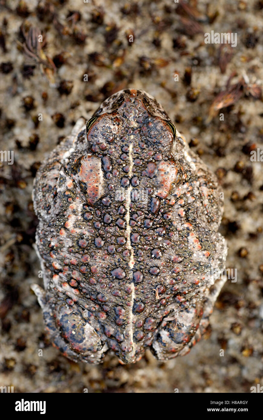 Natterjack Toad (Epidalea calamita) dorsal view, Military Domain Groot ...