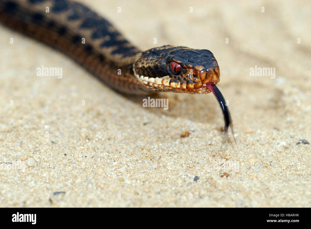 Common European Adder (Vipera berus) male tongue flicking, Groot ...