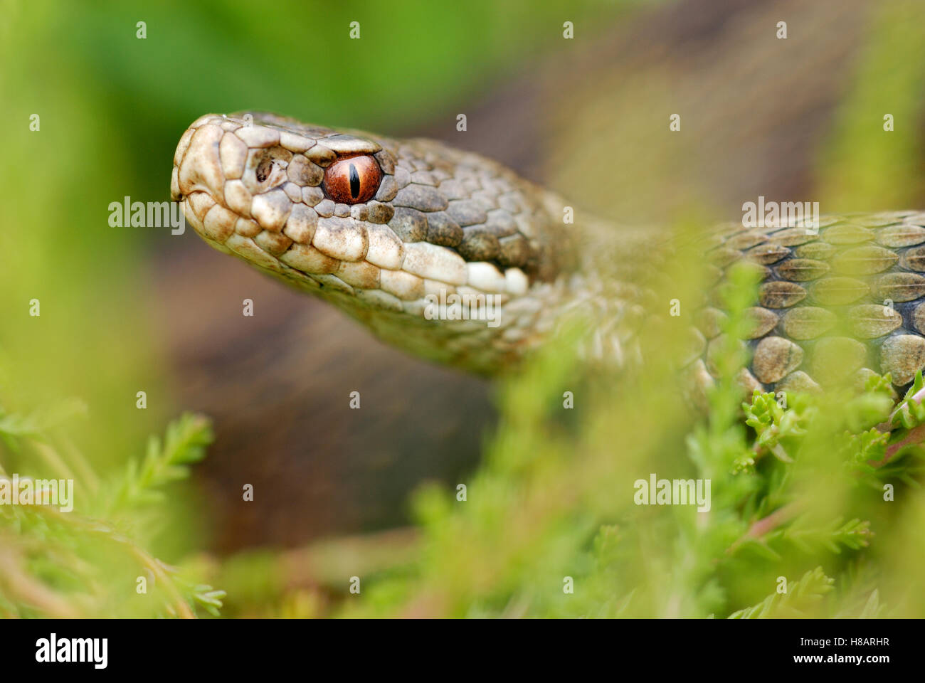 Common European Adder (Vipera berus) female in Heather (Calluna ...