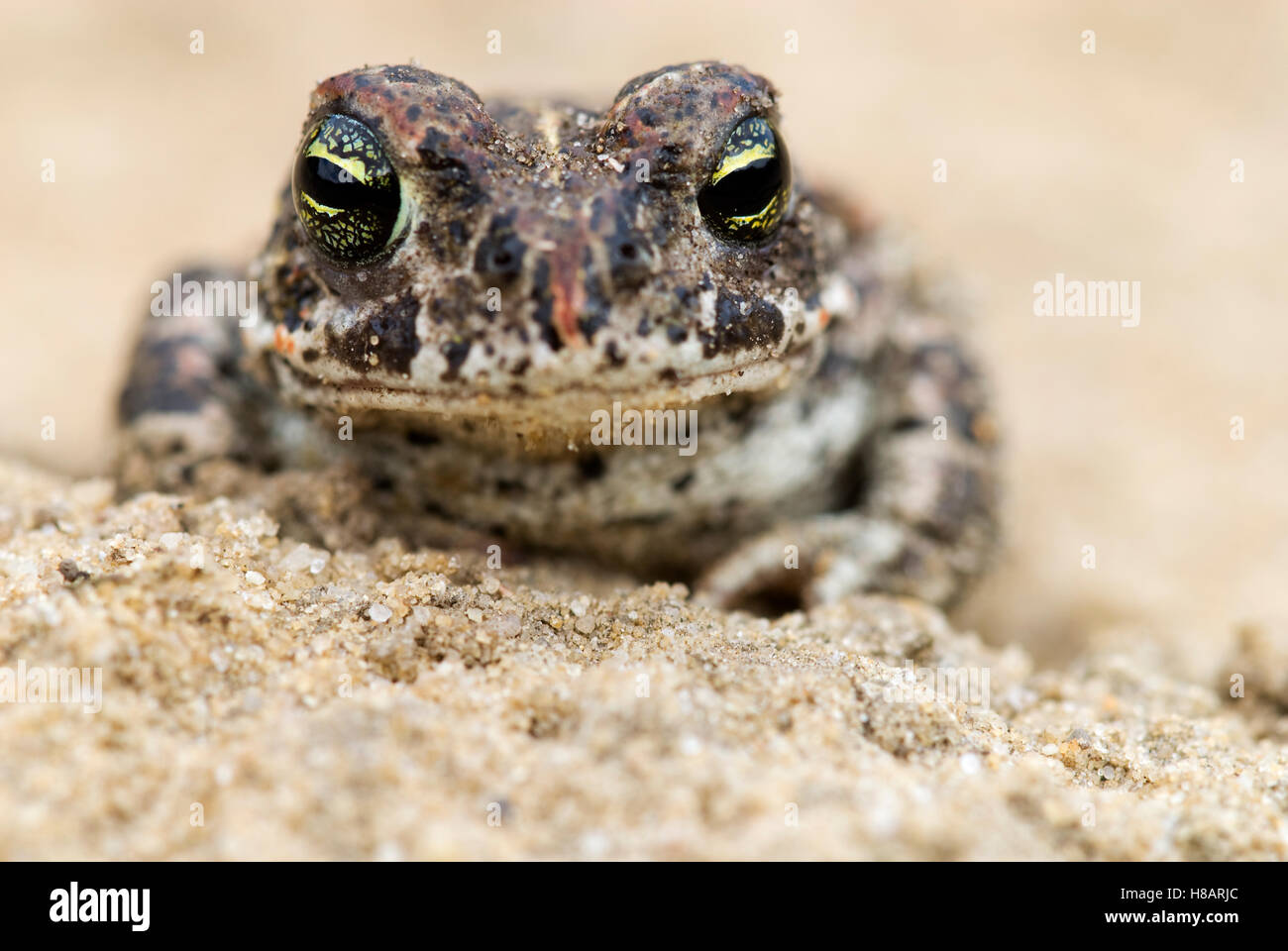 Natterjack Toad (Epidalea calamita) on the sand, Military Domain Groot ...