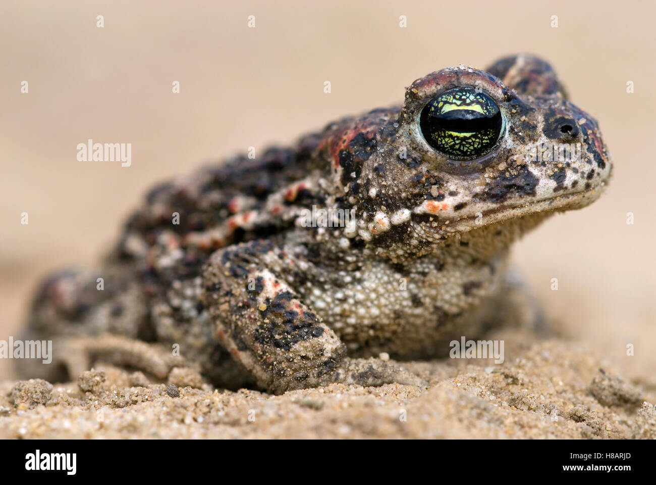Natterjack Toad (Epidalea calamita) on the sand, Military Domain Groot ...