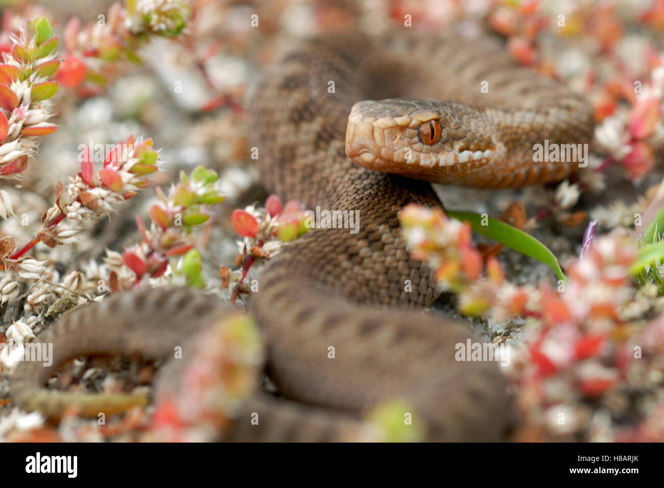 Common European Adder (Vipera berus) juvenile on Coral Necklace ...