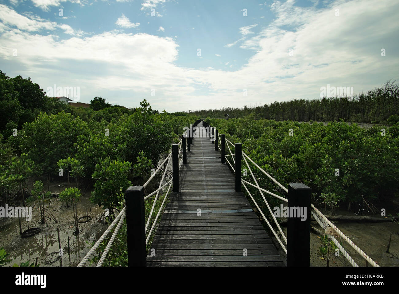 Mangrove bridge hi-res stock photography and images - Alamy
