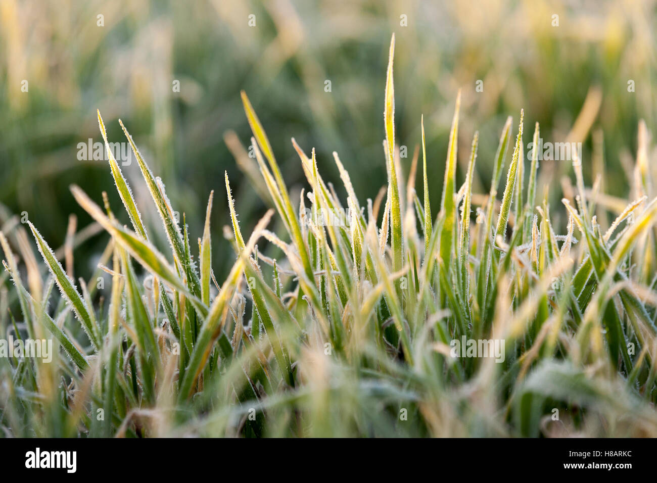 wheat during frost Stock Photo - Alamy