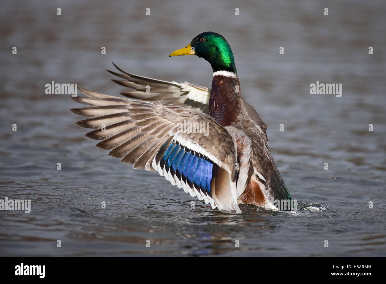 Mallard (Anas platyrhynchos) drake flapping its wings showing speculum, Germany Stock Photo - Alamy