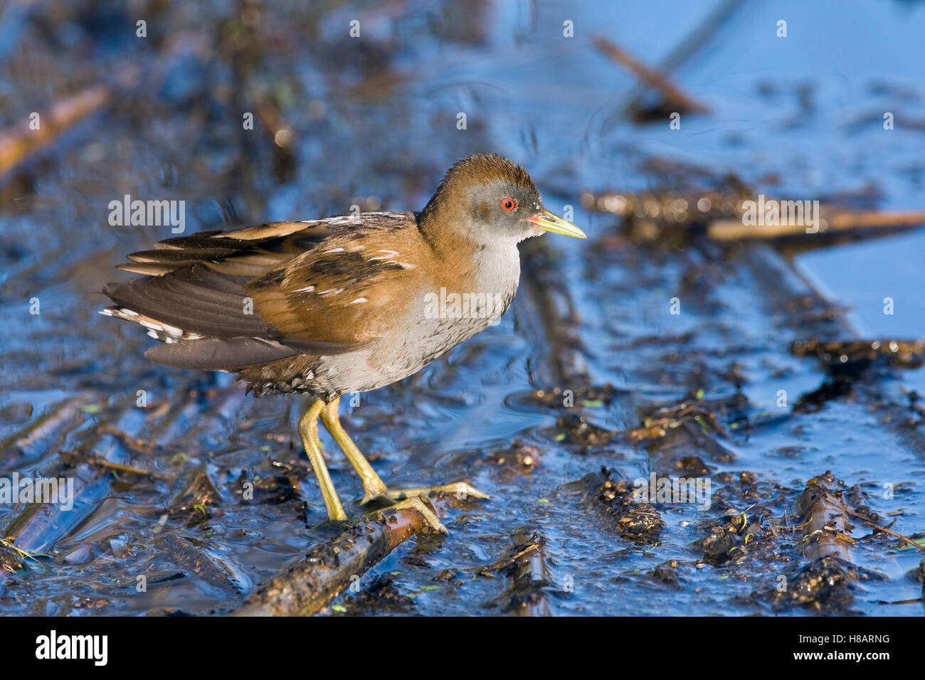Little Crake (Porzana parva), Greece Stock Photo - Alamy