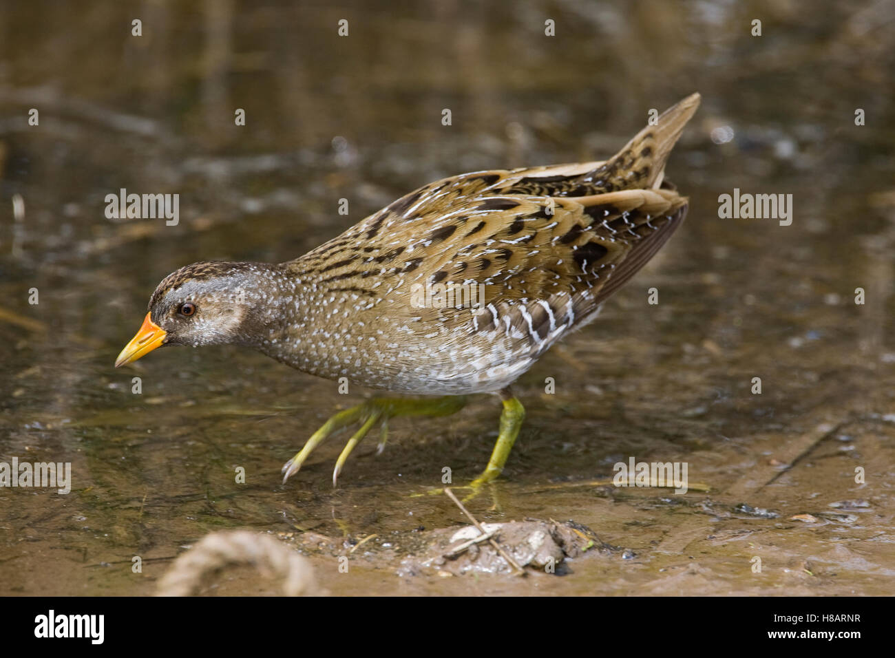 Spotted Crake (Porzana porzana) foraging, Greece Stock Photo - Alamy