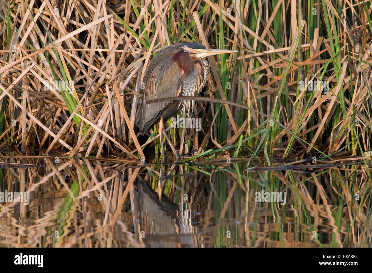 Purple Heron (Ardea purpurea) amid reeds, Greece Stock Photo - Alamy