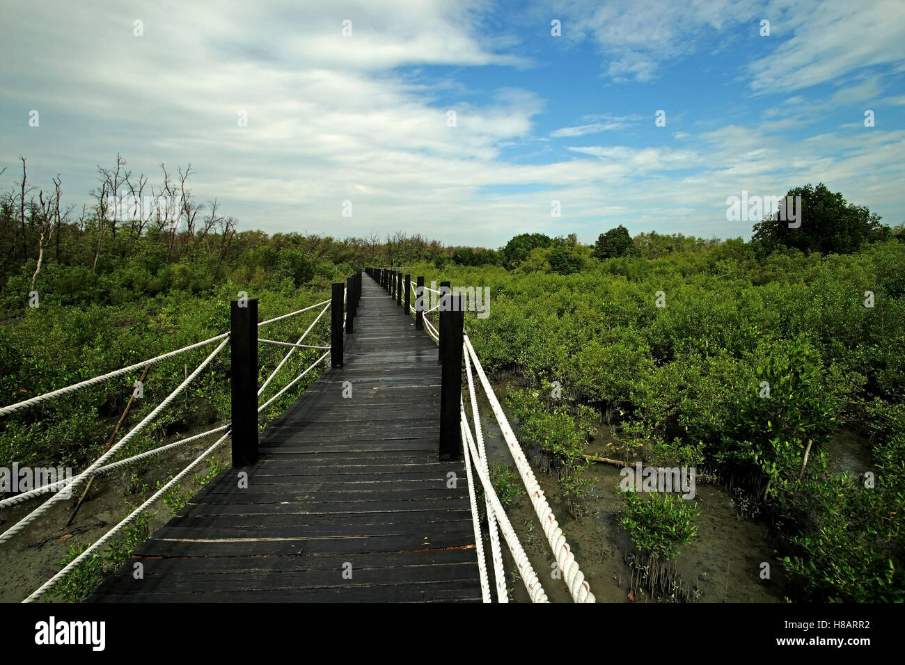 long wooden bridge walkway into mangrove forest Stock Photo - Alamy