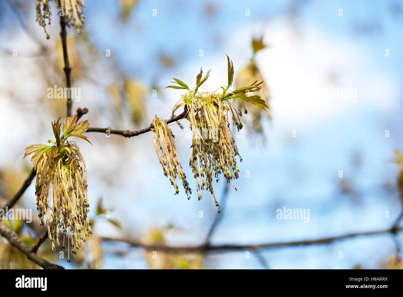 flowering maple tree Stock Photo - Alamy