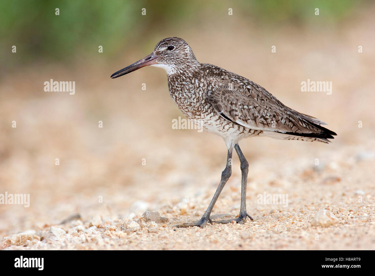 Willet (Tringa semipalmata) in breeding plumage, Winnie, Texas Stock ...
