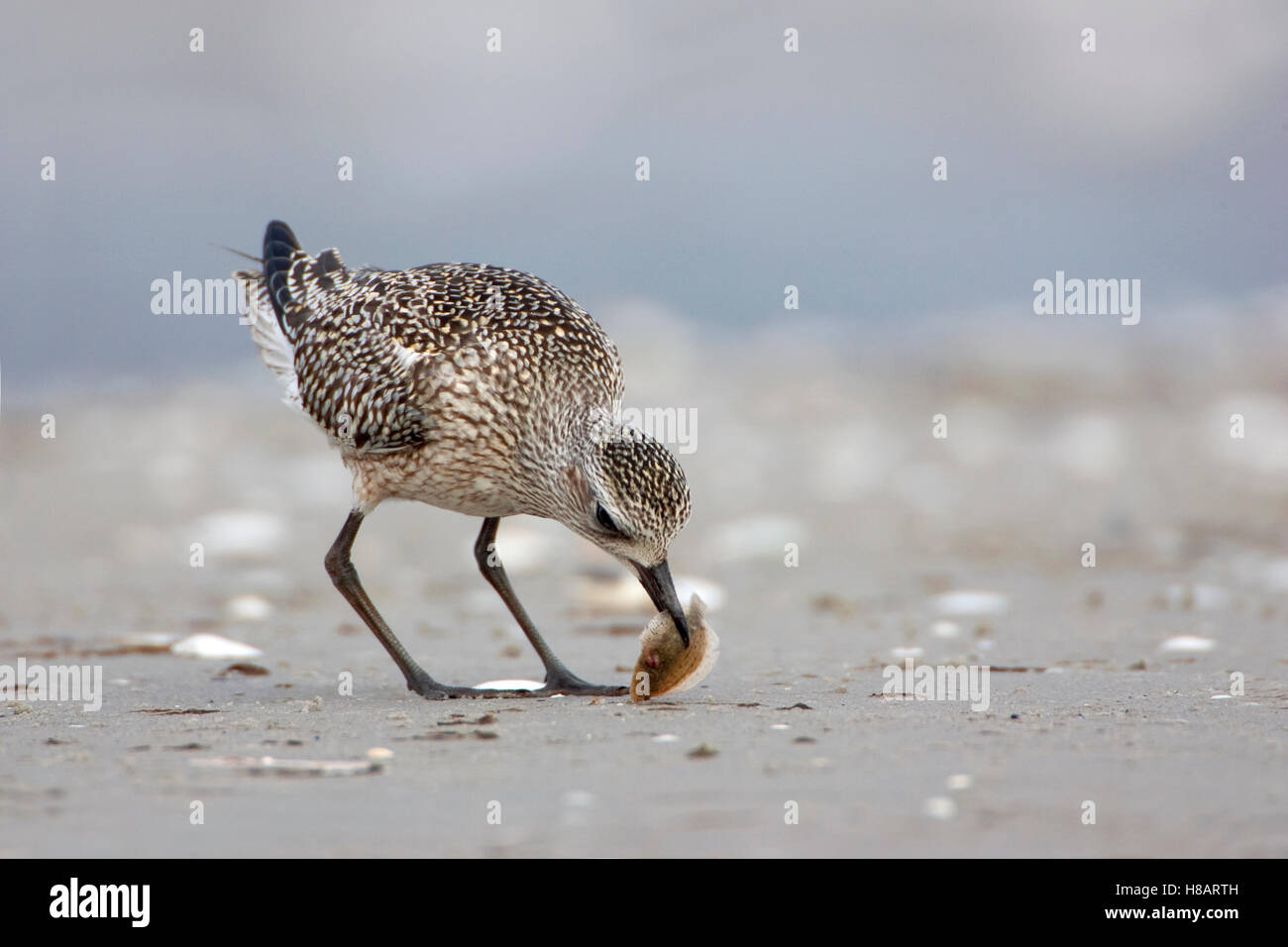 Black-bellied Plover (Pluvialis squatarola) with European Flounder ...
