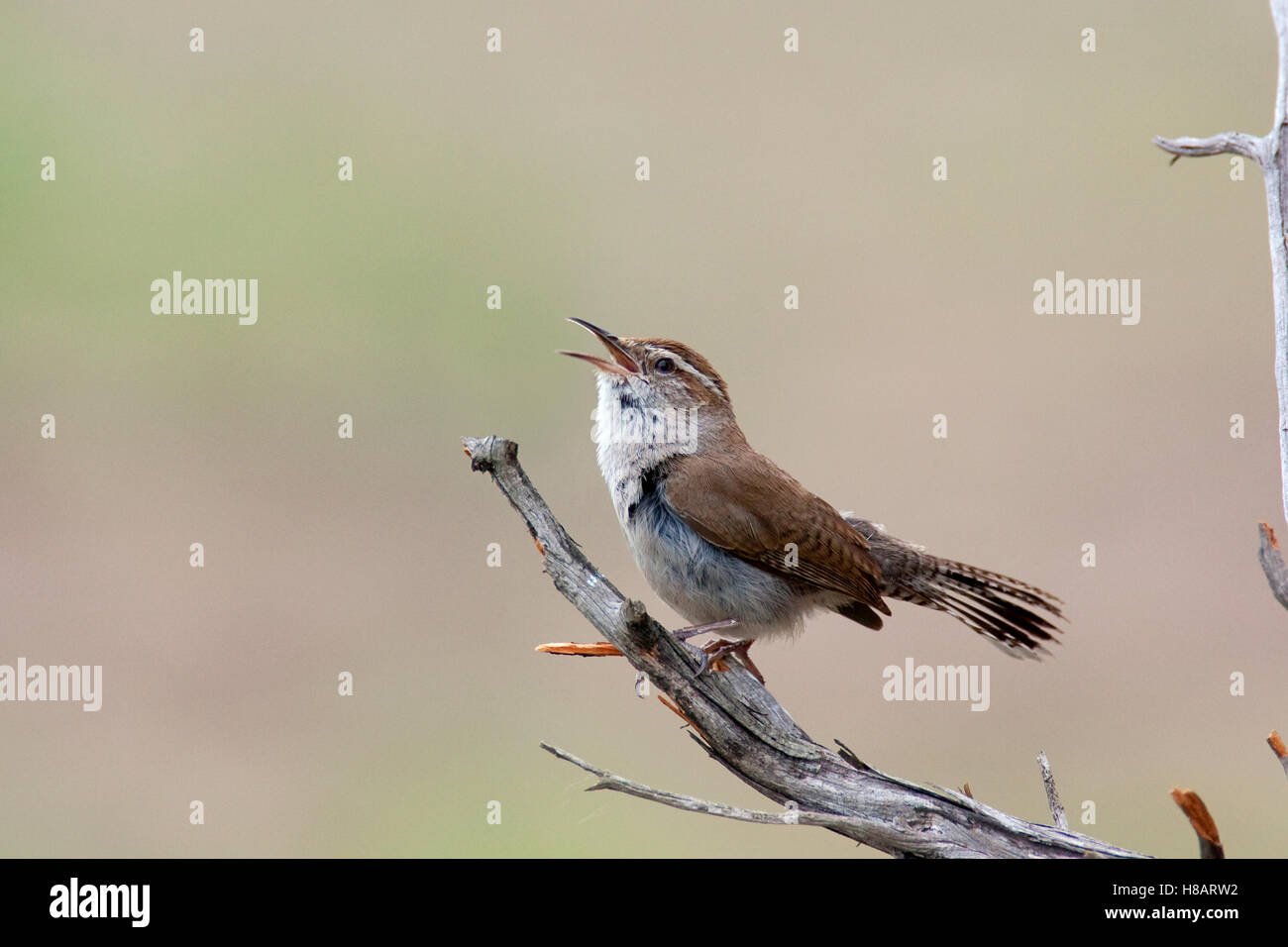 Bewick's Wren (Thryomanes bewickii) singing, Austin, Texas Stock Photo ...