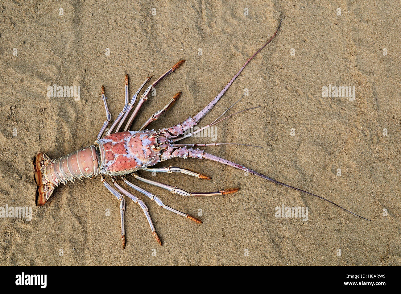 Caribbean Spiny Lobster (Panulirus argus) exoskeleton on beach, Grand ...