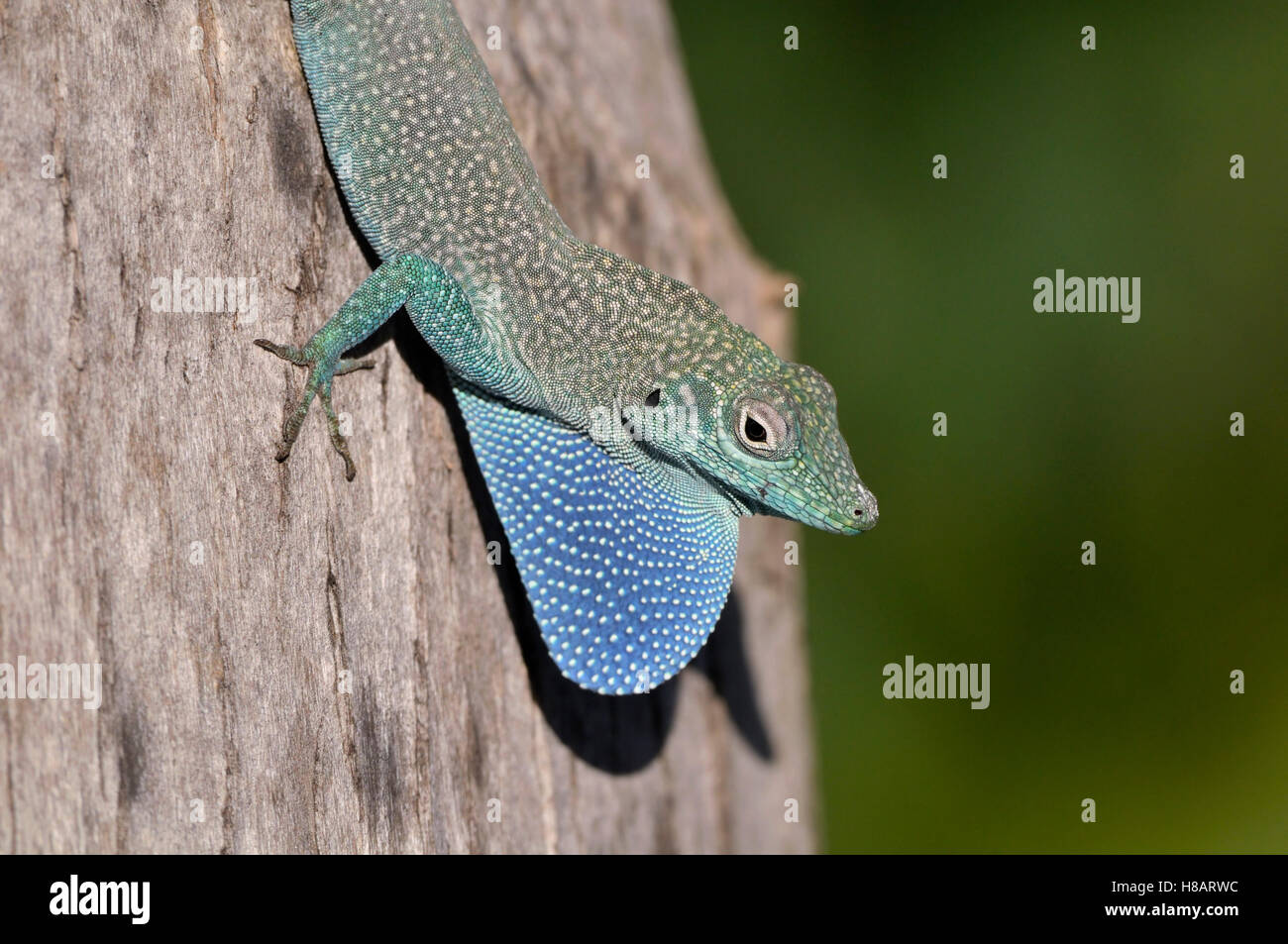 Grand Cayman Anole (Anolis conspersus) male displaying dewlap, Grand ...