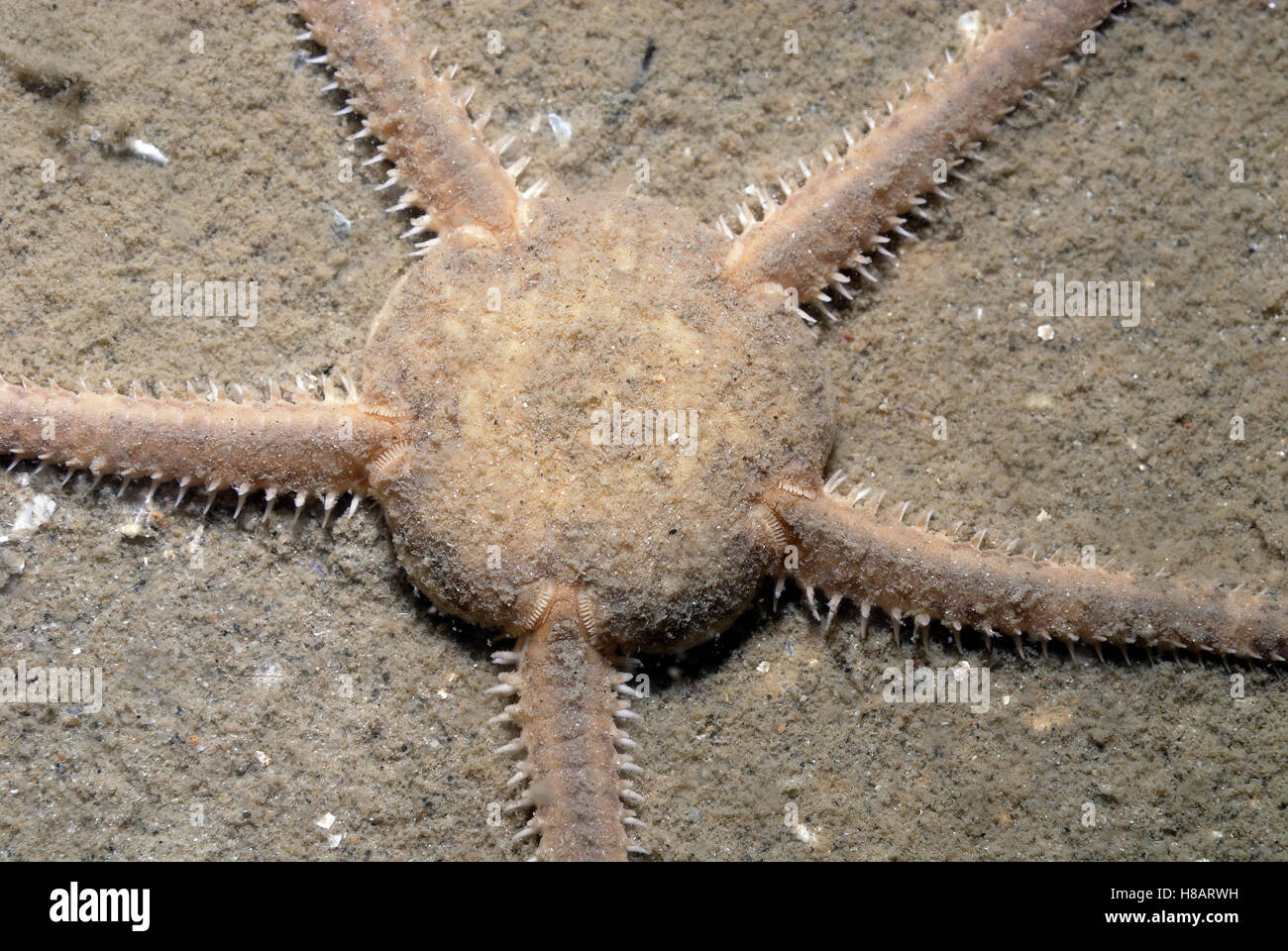 Basket Starfish (Ophiura albida), North Sea, Netherlands Stock Photo ...