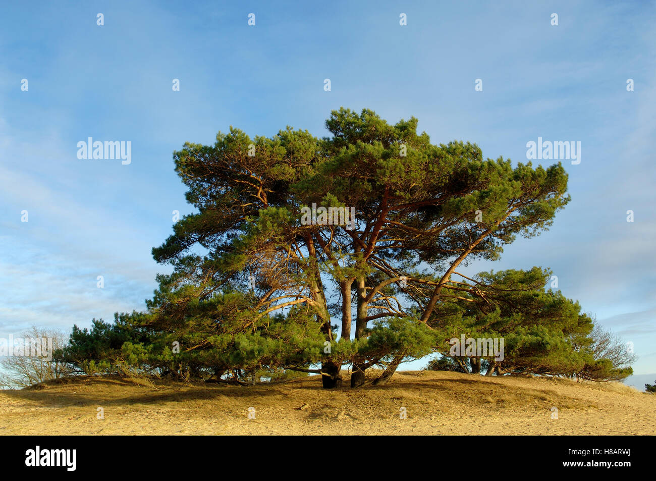 Scotch Pine (Pinus sylvestris) on sand dune, Drents-Friese Wold ...