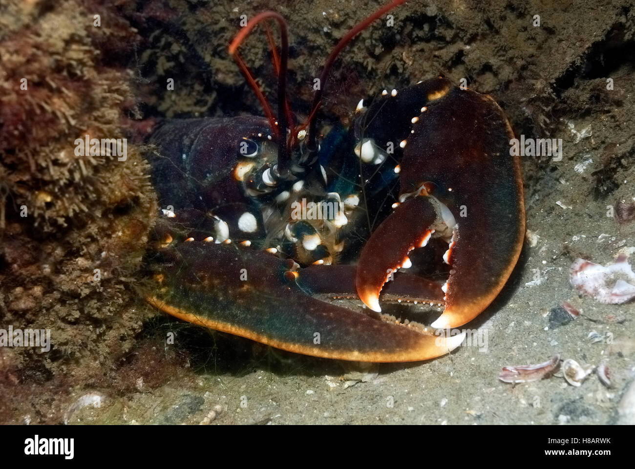 European Lobster (Homarus gammarus), North Sea, Netherlands Stock Photo ...
