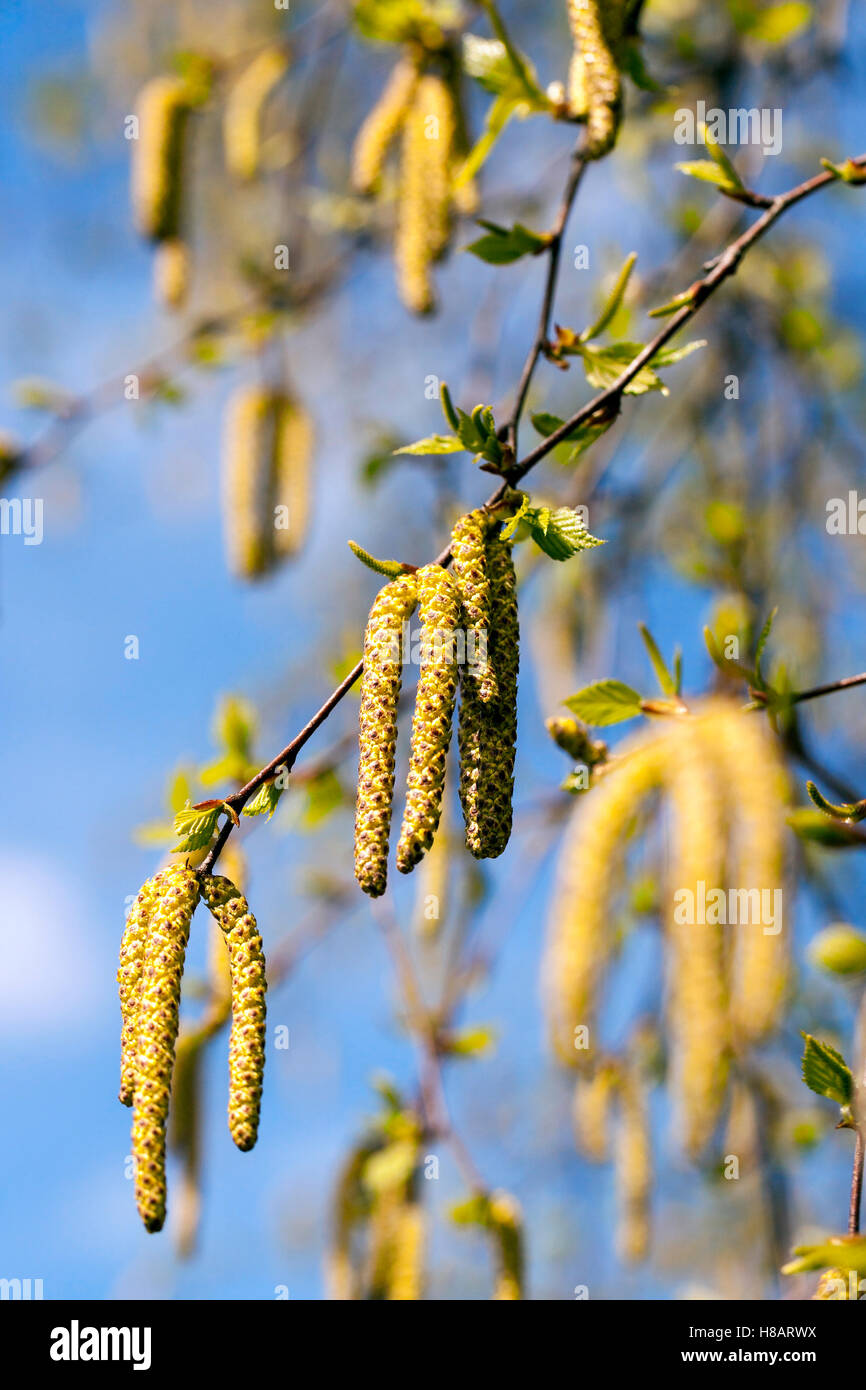 birch trees in spring Stock Photo - Alamy