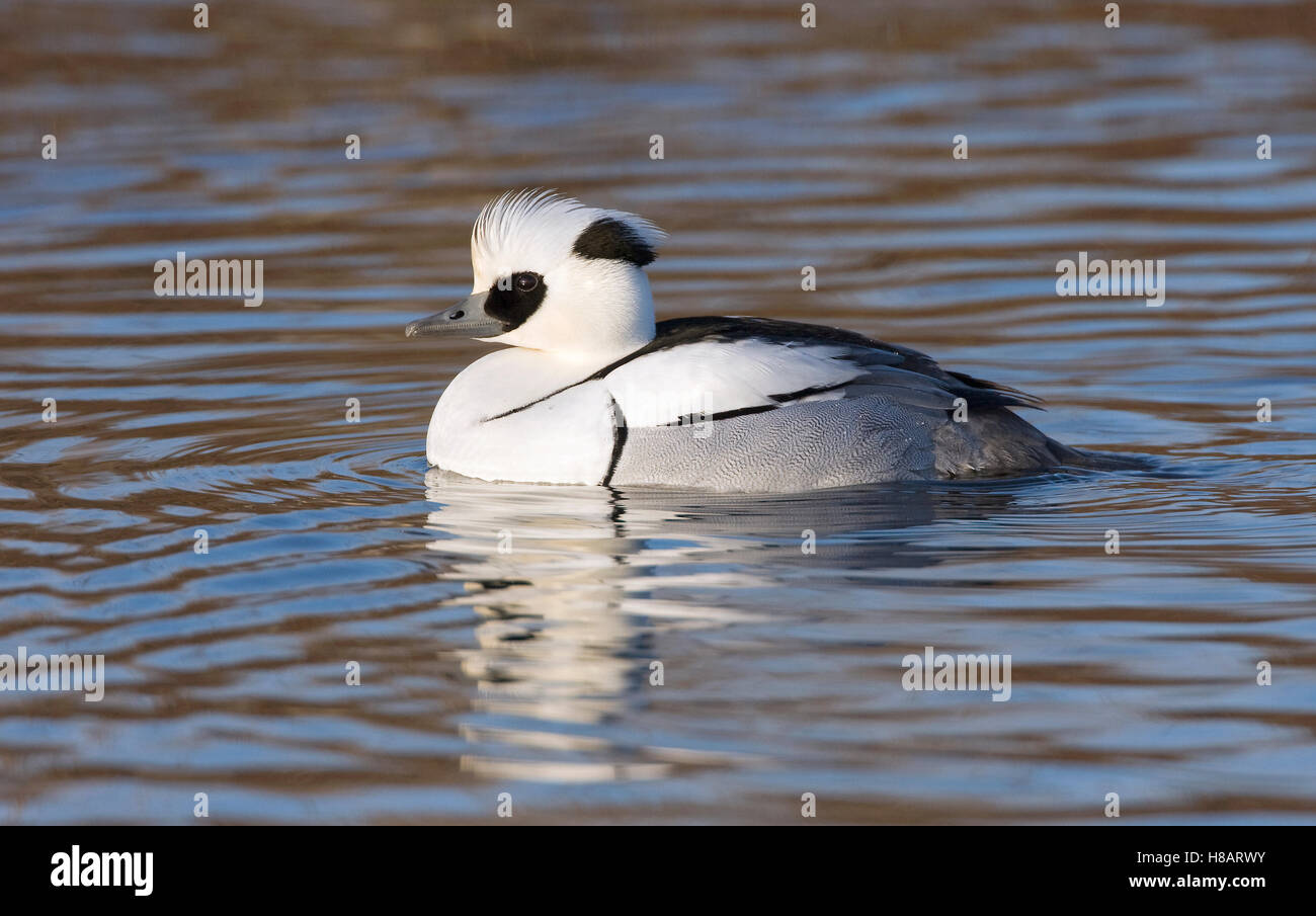 Smew (Mergellus albellus) drake, Arkervaart, Gelderland, Netherlands ...