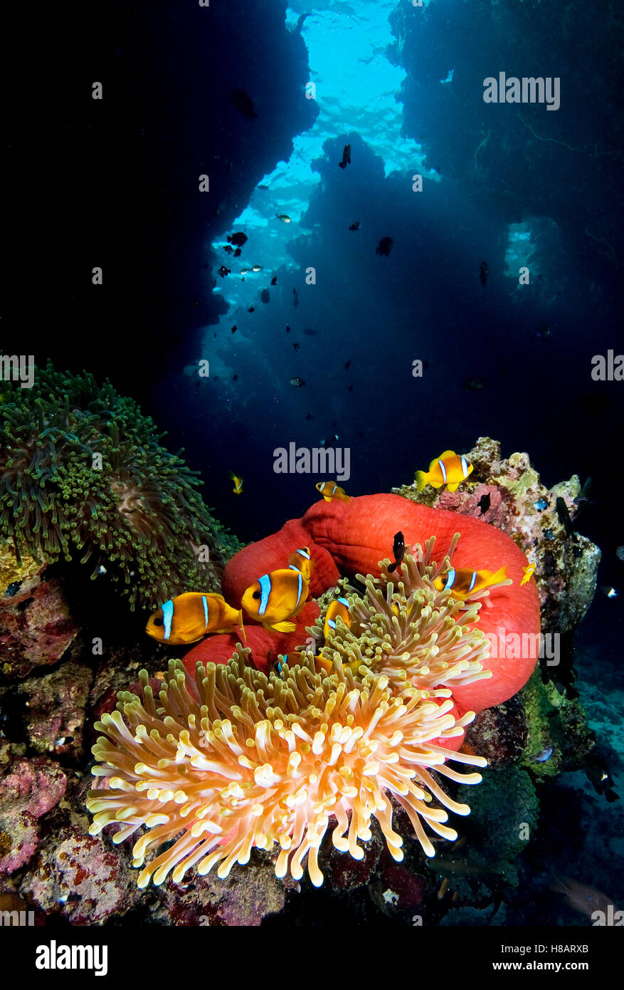 Two-banded Anemonefish (Amphiprion bicinctus) among tentacles of host ...
