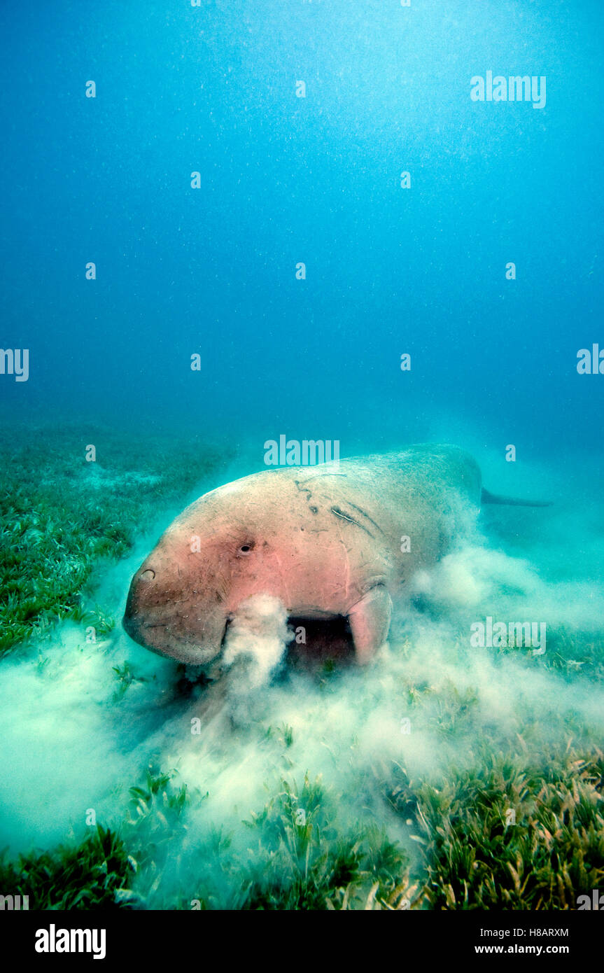 Dugong (Dugong dugon) foraging, Red Sea, Egypt Stock Photo - Alamy
