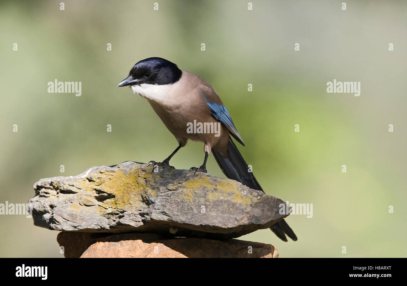 Azure-winged Magpie (Cyanopica cyana), Spain Stock Photo - Alamy