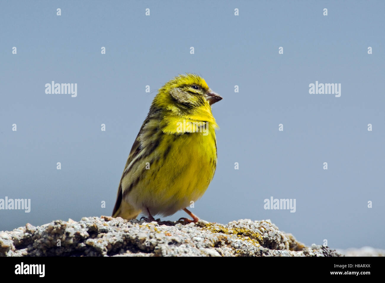 European Serin (Serinus serinus), Spain Stock Photo - Alamy