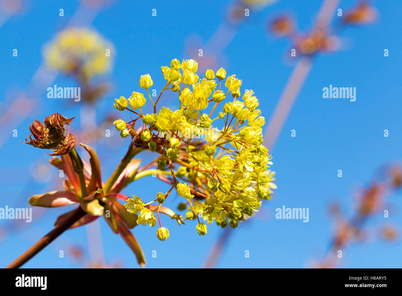 flowering maple tree Stock Photo - Alamy