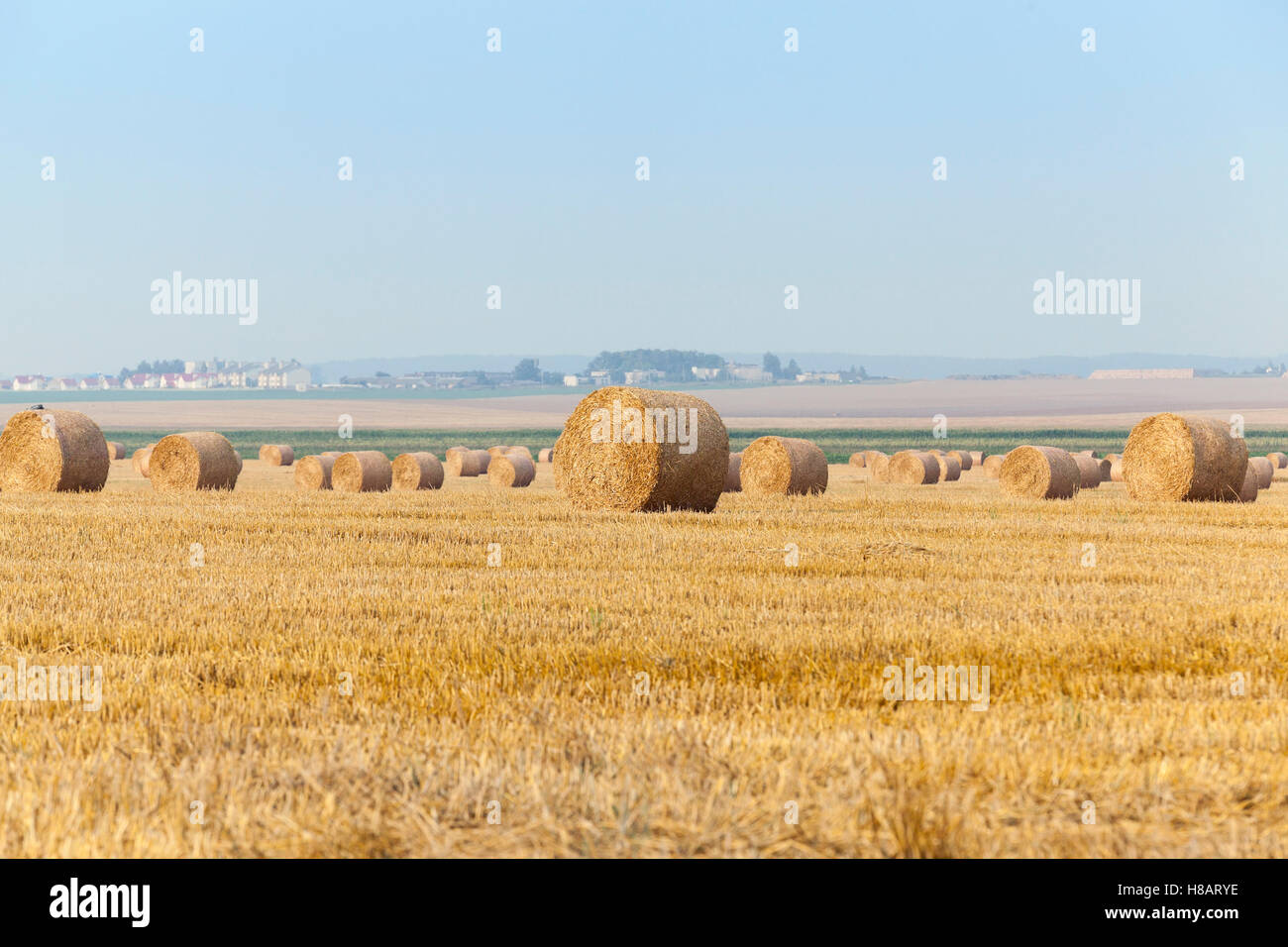 cereal farming field Stock Photo - Alamy