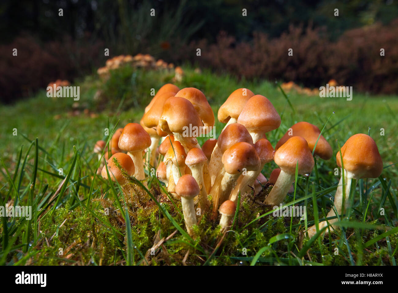 Sulphur Tuft (Hypholoma fasciculare) mushrooms growing in clump in ...