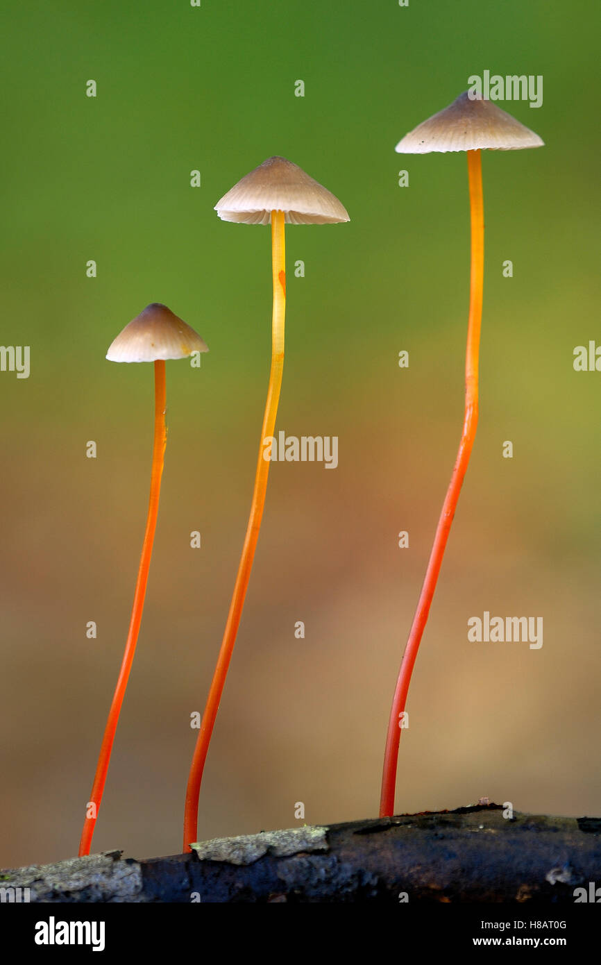 Saffrondrop Bonnet (Mycena crocata) mushrooms, Military Domain Groot ...