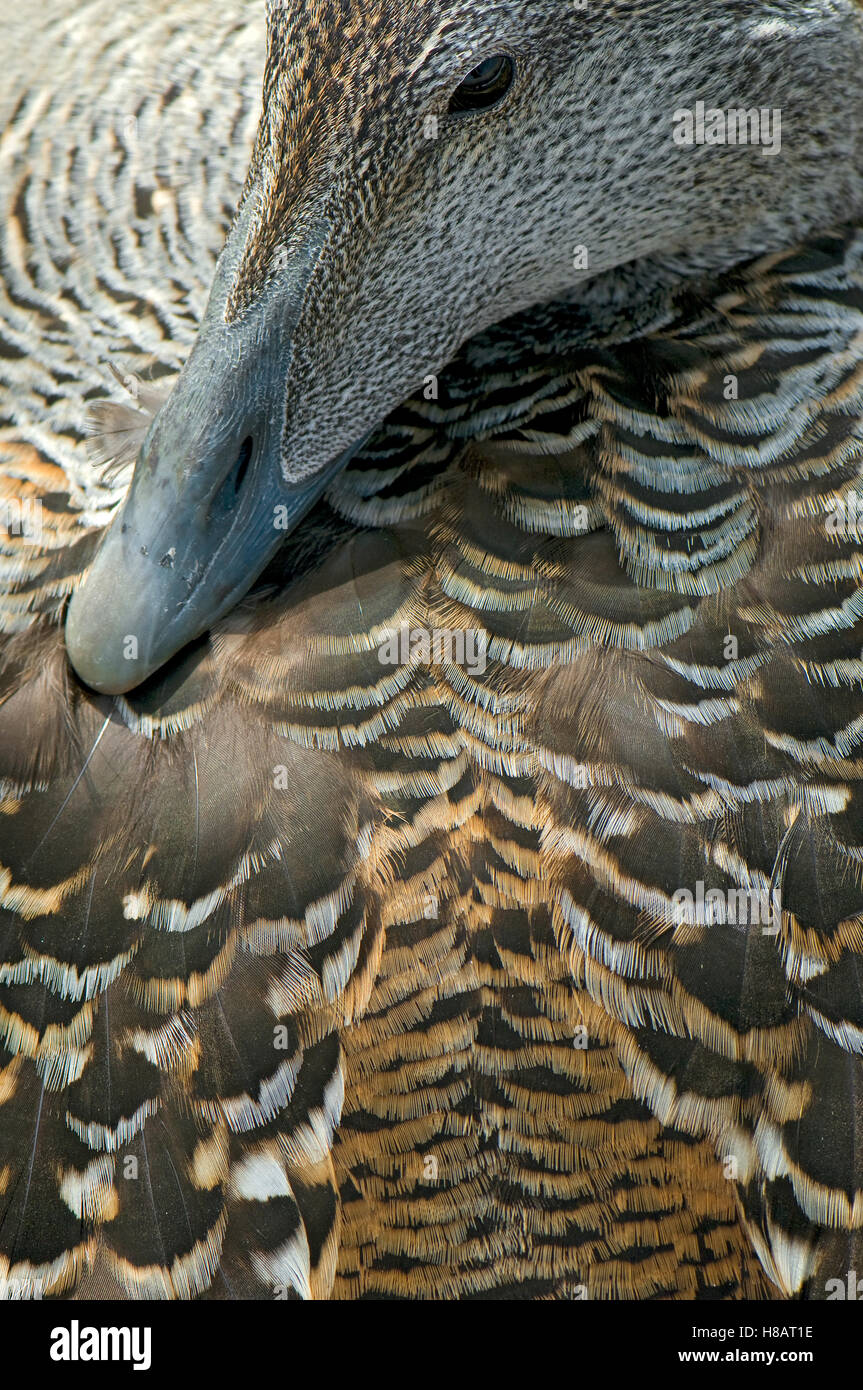 Common Eider (Somateria mollissima) female preening, Svalbard, Norway ...