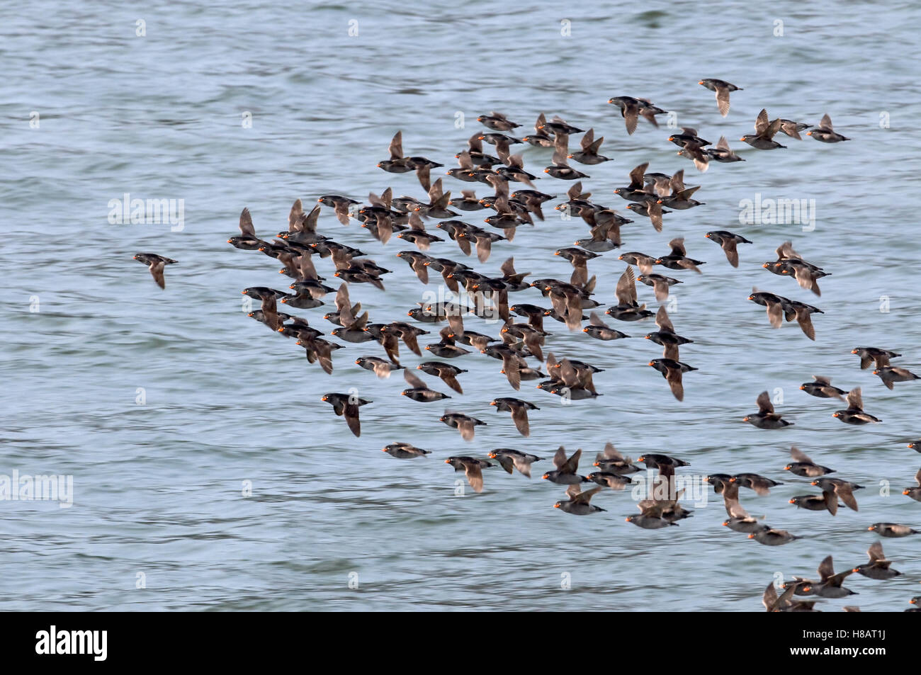Crested Auklet (Aethia cristatella) flock flying over the water, Bering ...