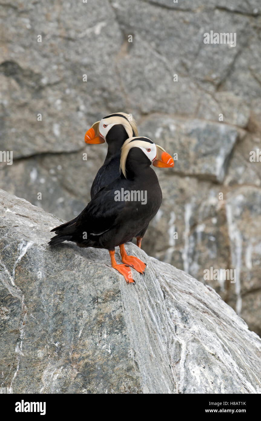 Tufted Puffin (Fratercula cirrhata) pair on cliff, Kolyuchin Island ...