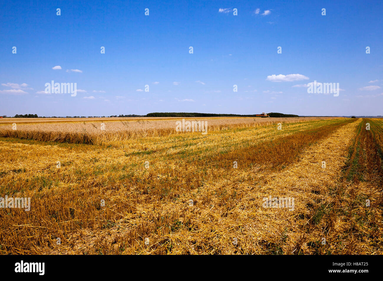agriculture during harvest Stock Photo - Alamy
