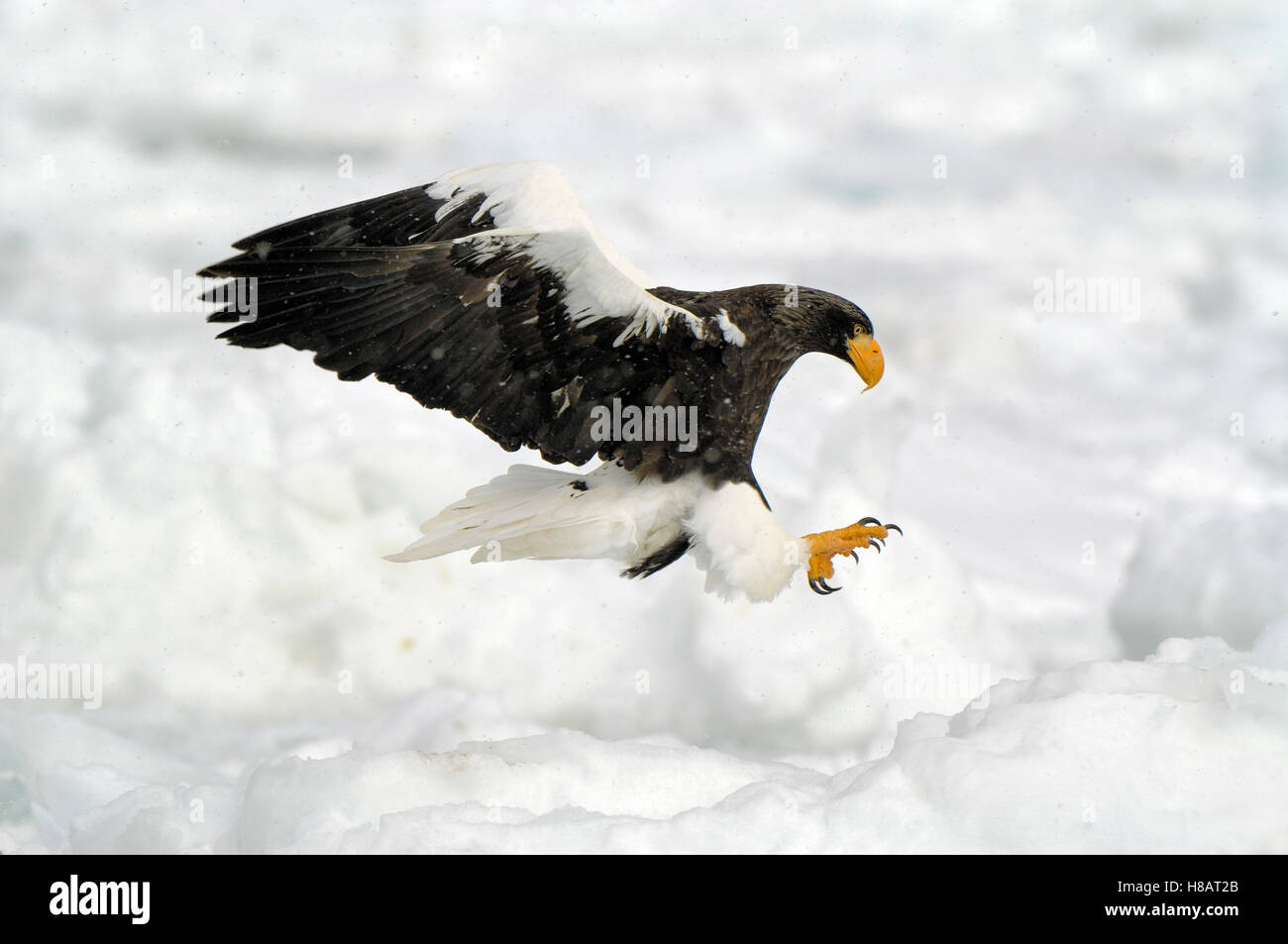 Steller's Sea Eagle (Haliaeetus pelagicus) flying with talons ...