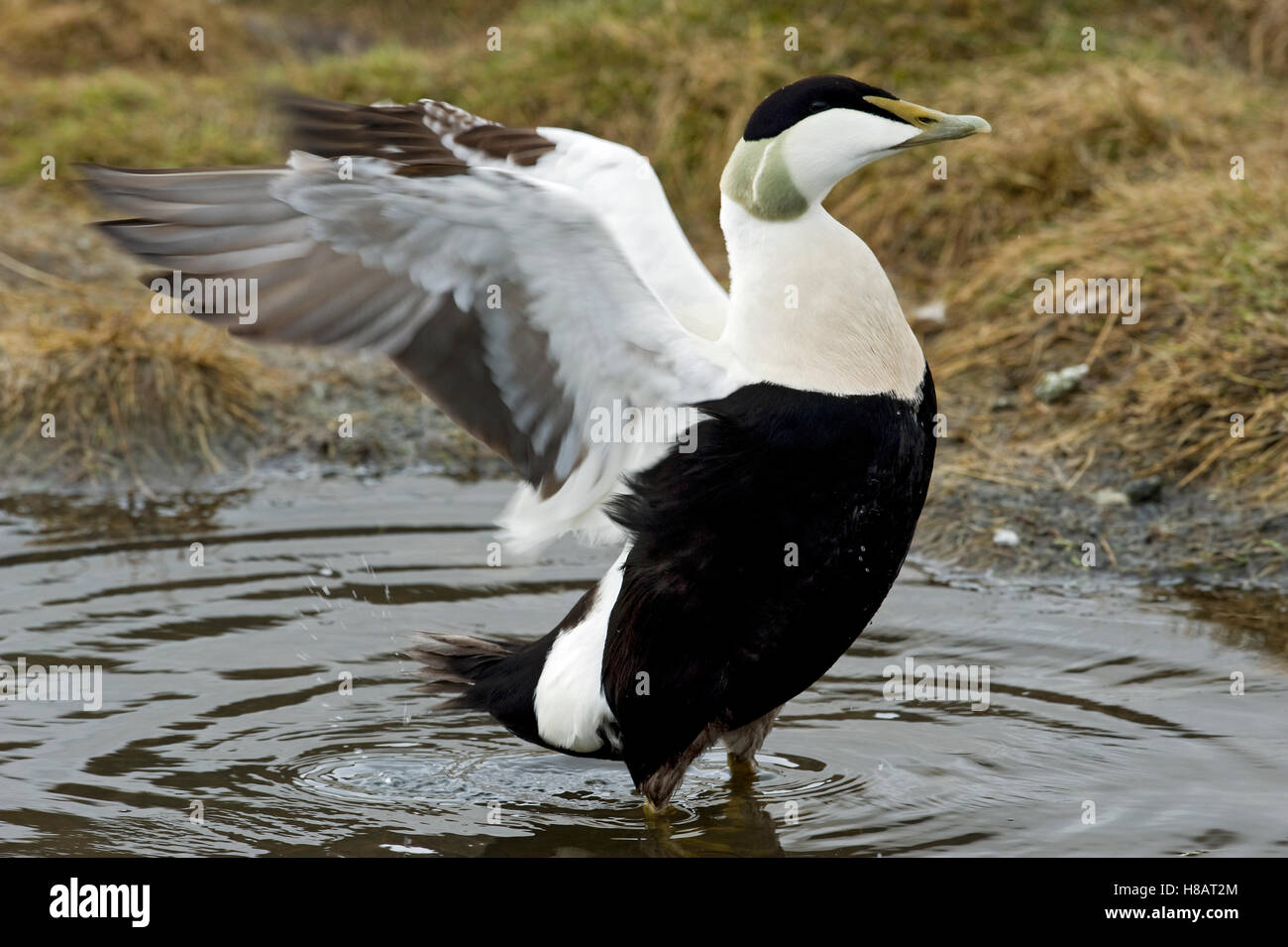 Common Eider (Somateria mollissima) male flapping its wings, Hornoya, Varanger, Norway Stock ...